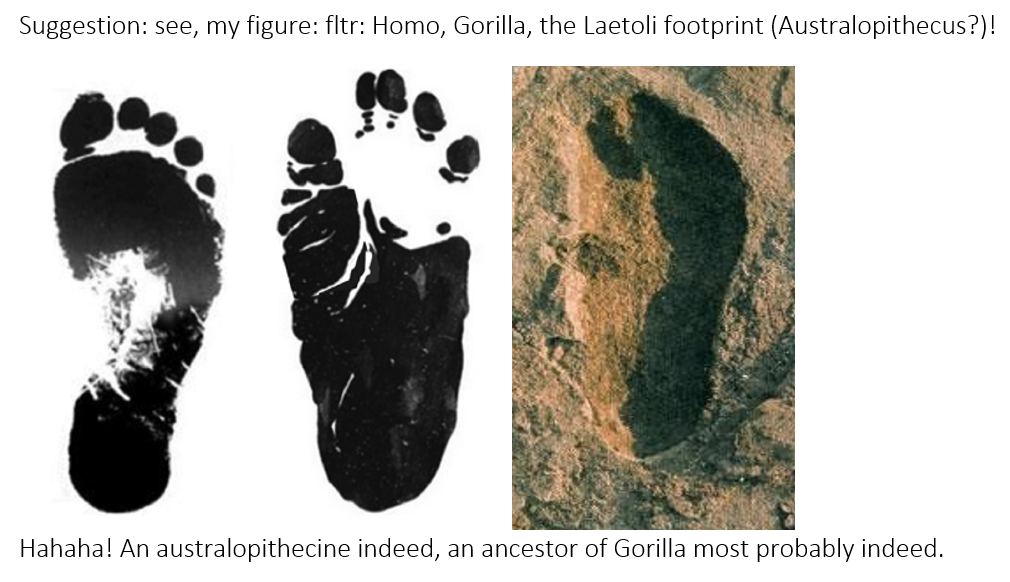 Have We Been Barking up the Wrong Ancestral Tree? Australopithecines ...